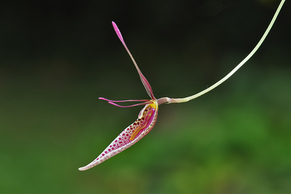 DAS sollen Orchideen sein? | Netzwerk Fotografie Community