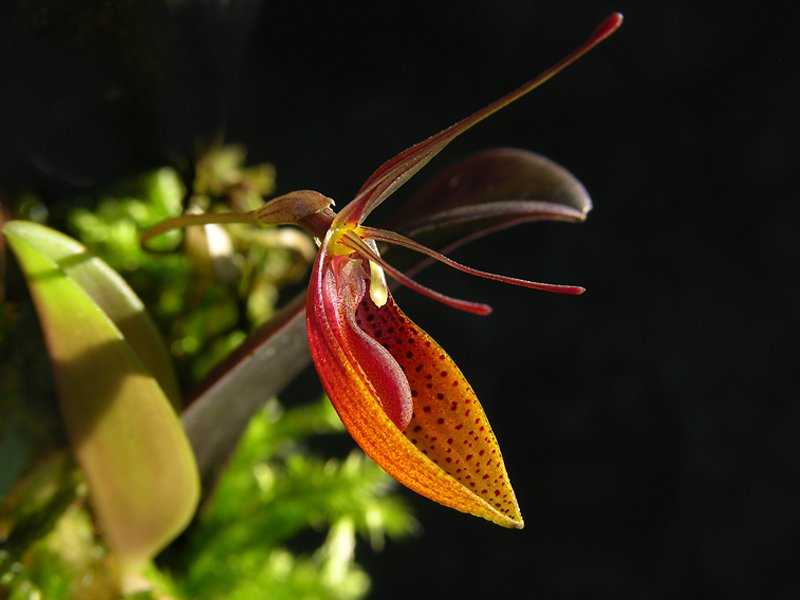 Pleurothallis-Freunde only 3.. | Seite 14 | Orchideenforum