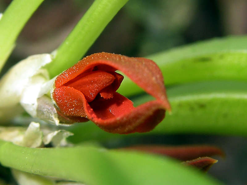 Pleurothallis-Freunde only 3.. | Seite 14 | Orchideenforum